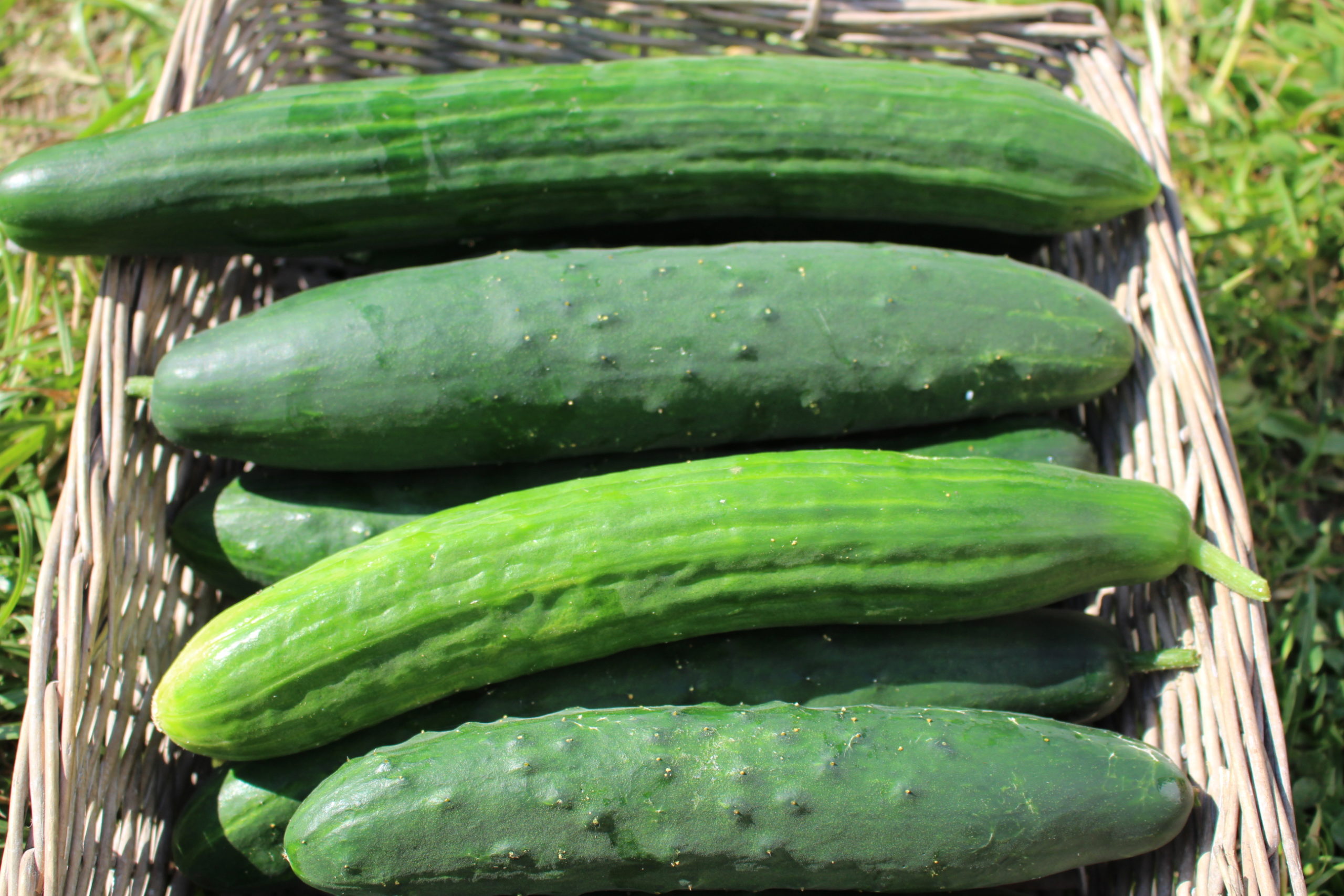 Concombre - La Ferme du Coin - Tréméreuc