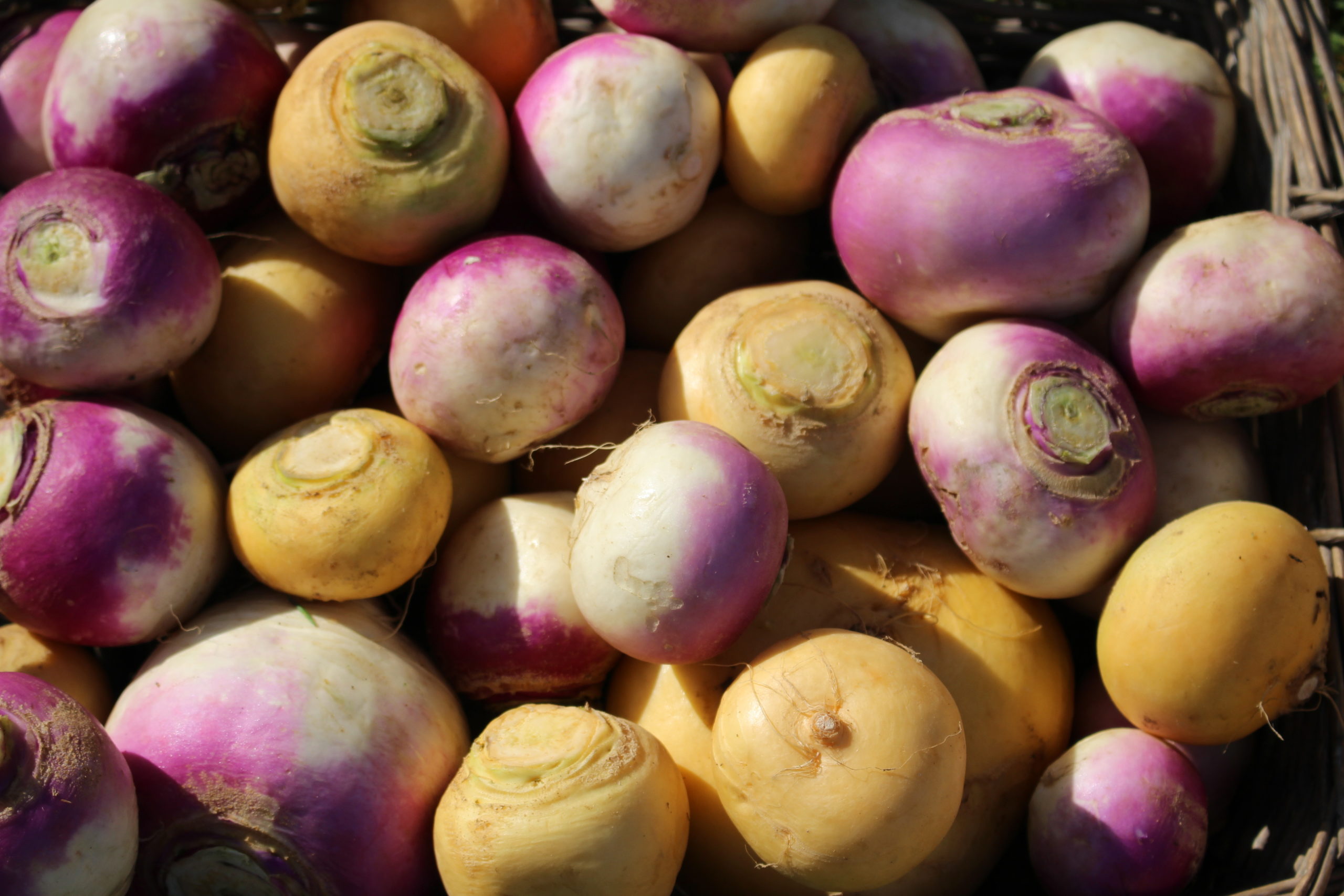 Navets - La Ferme du Coin - Tréméreuc